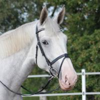 Trenser til heste - Køb trenser og hovedtøj til heste
