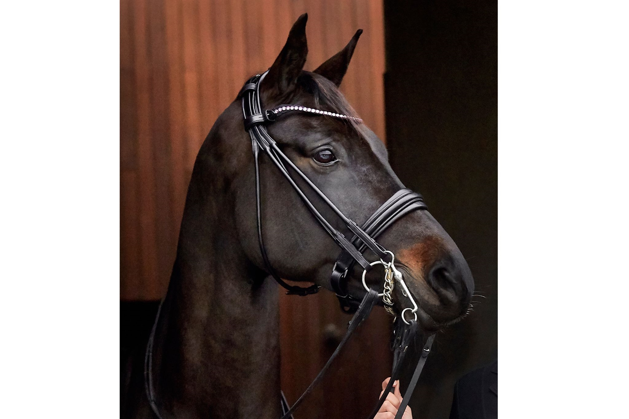 Sort Catago Santo kandar - Stald-direkte.dk